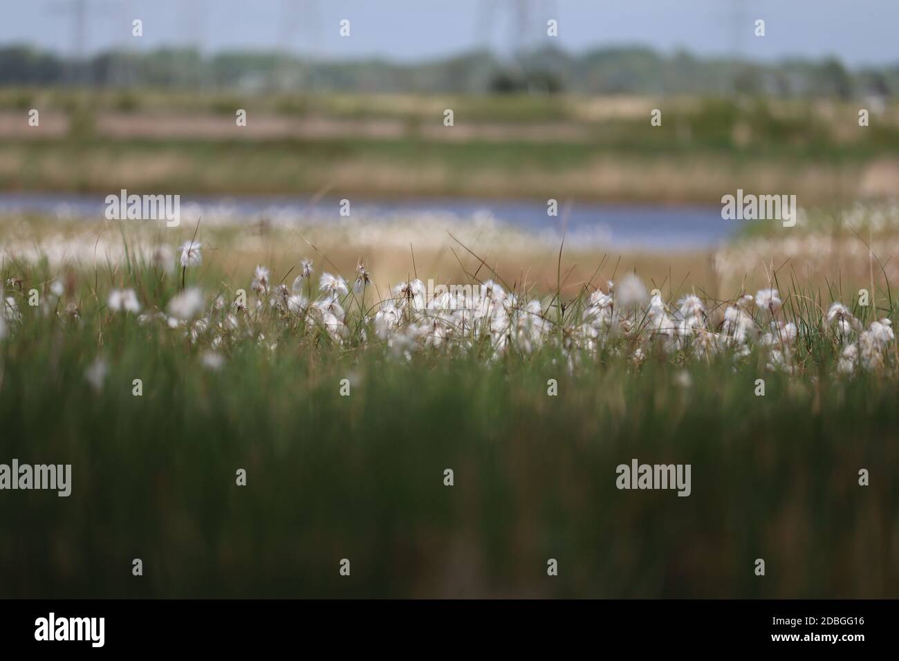 white flowering bulrush Stock Photo - Alamy