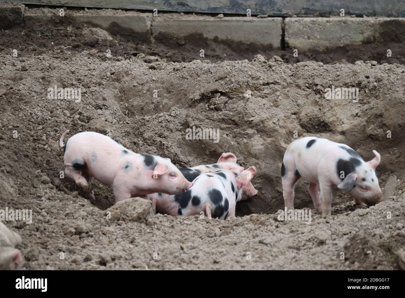 Spotted piglet hi-res stock photography and images - Alamy