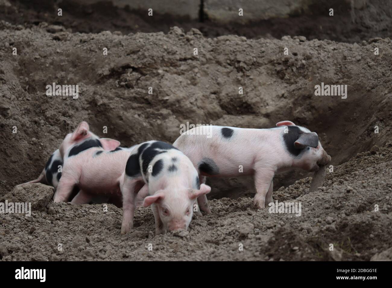 Piglet meat hi-res stock photography and images - Alamy