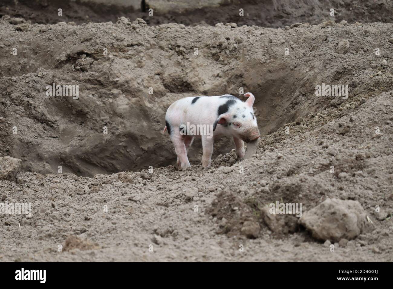 Animal meat hi-res stock photography and images - Alamy