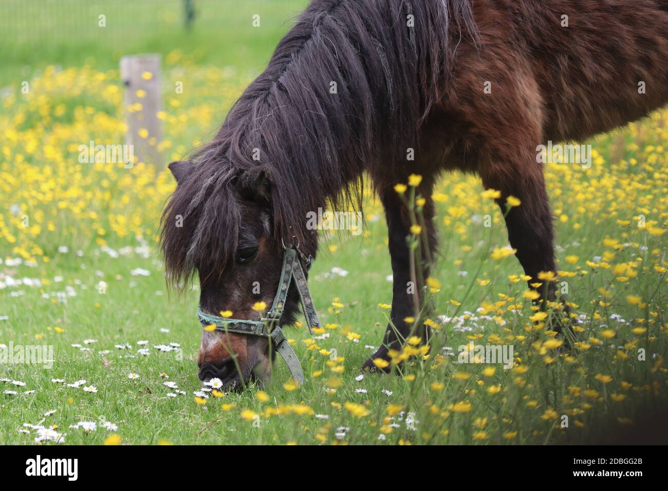 brown Pony on a meadow Stock Photo - Alamy
