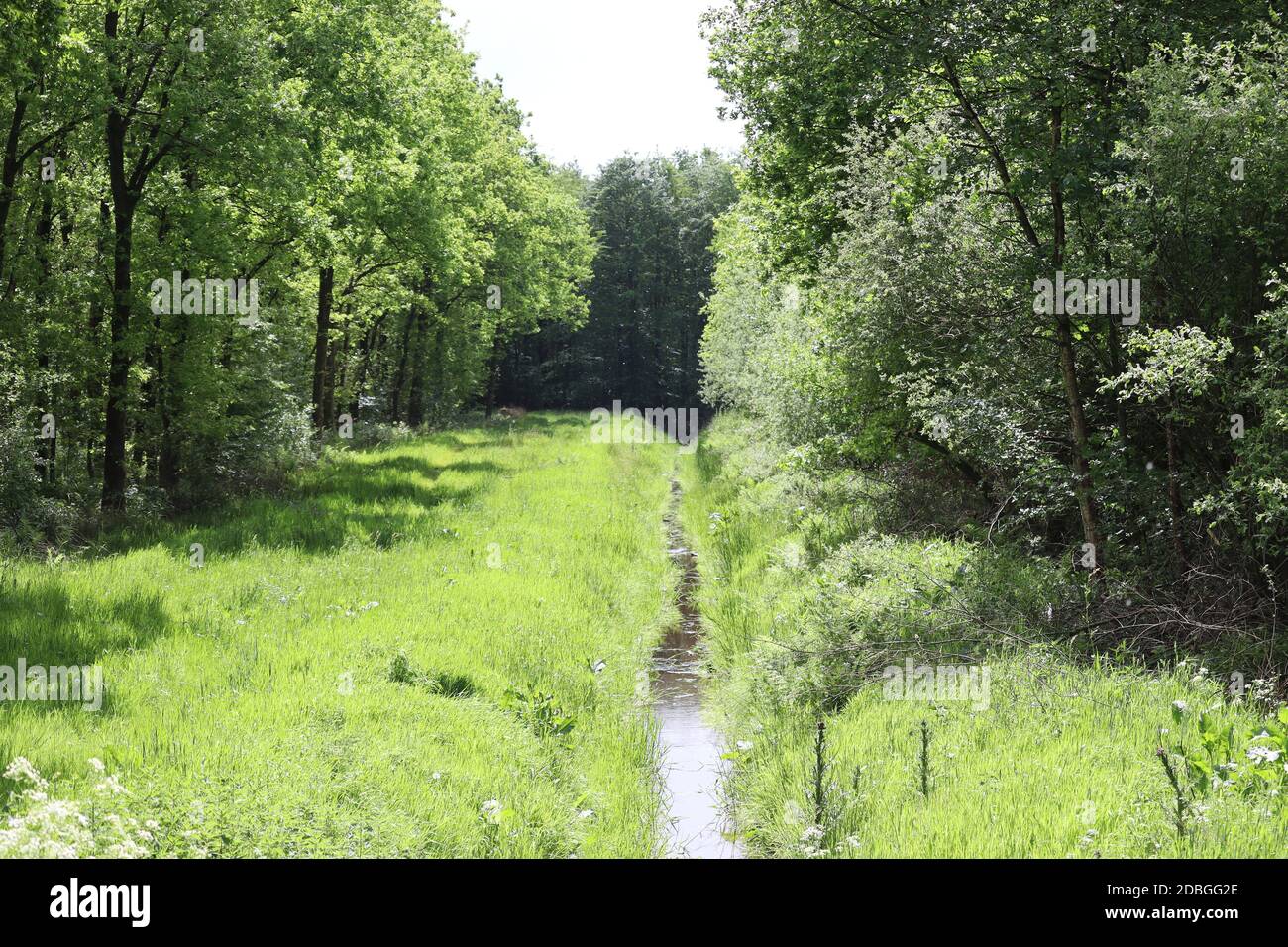 a small river between trees Stock Photo - Alamy