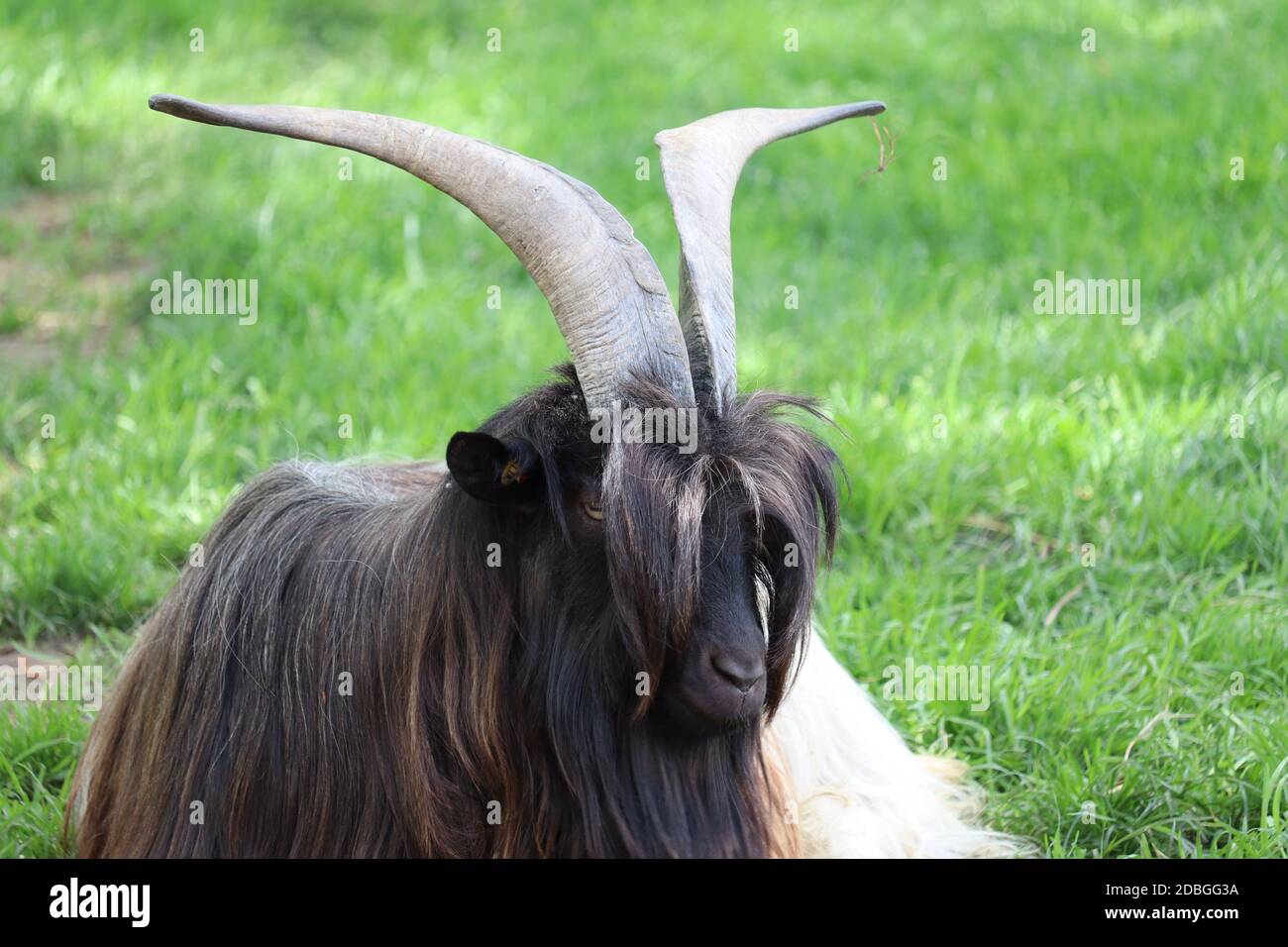 Goat on a farm Stock Photo - Alamy