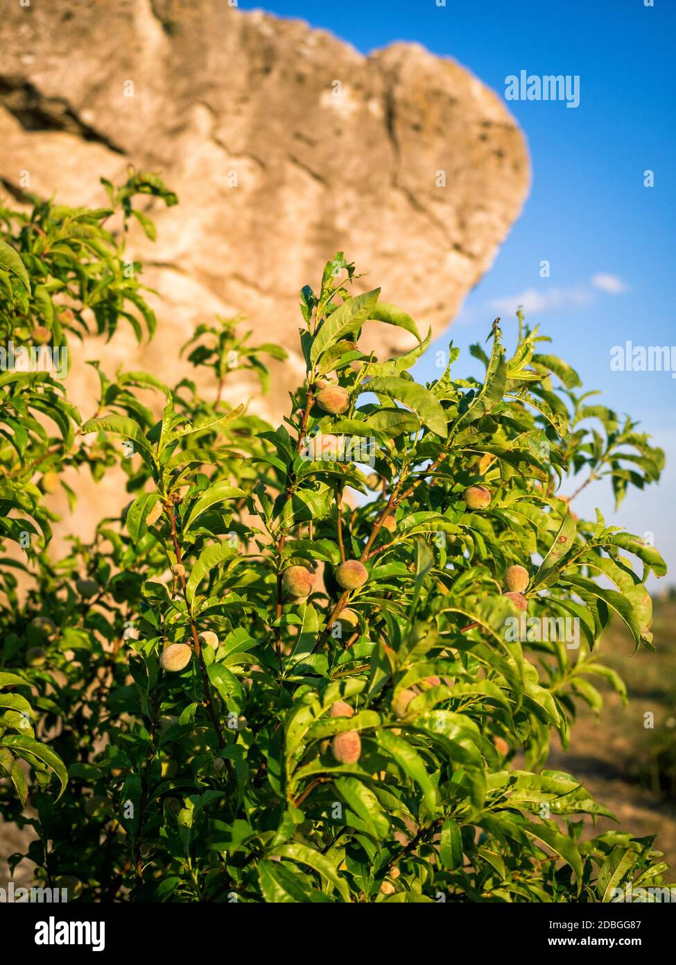 Small peach tree seeking shelter at a boulder Stock Photo - Alamy