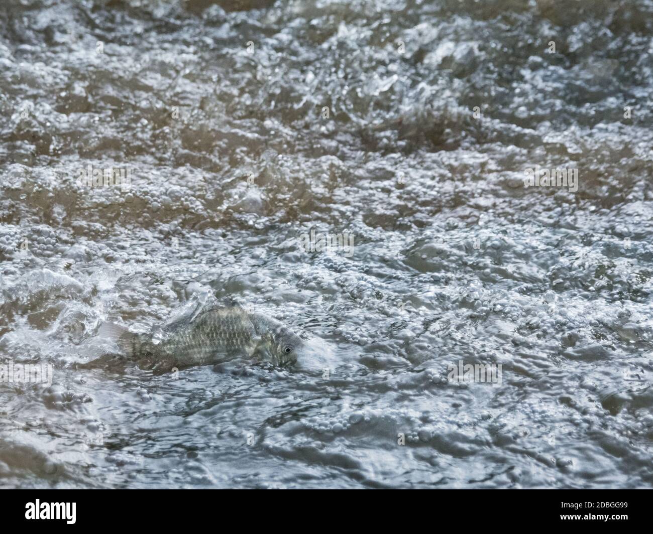 Fish swimming in a river Stock Photo - Alamy