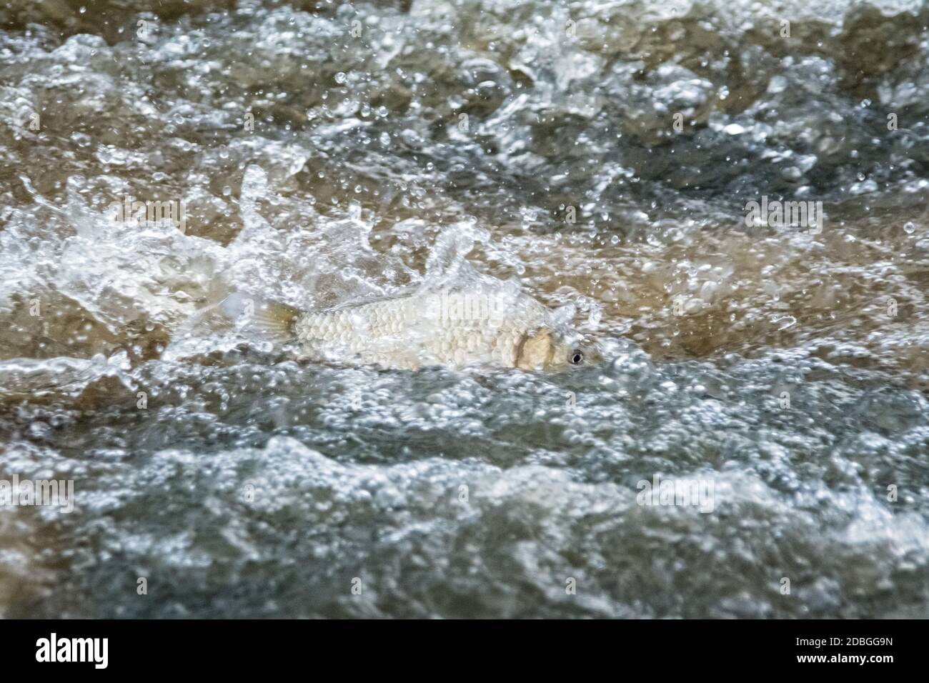 Fish swimming in a river Stock Photo - Alamy