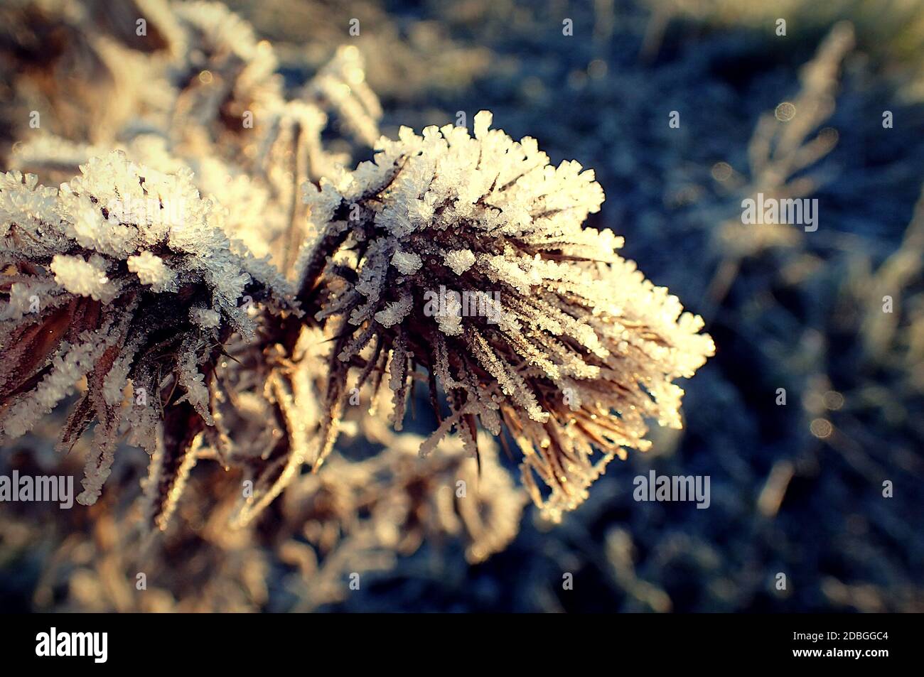 Plant covered in ice Stock Photo - Alamy