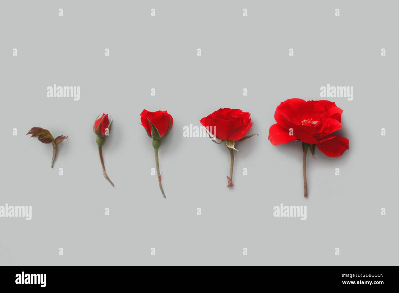 Five Red Roses on a grey background top view Stock Photo - Alamy