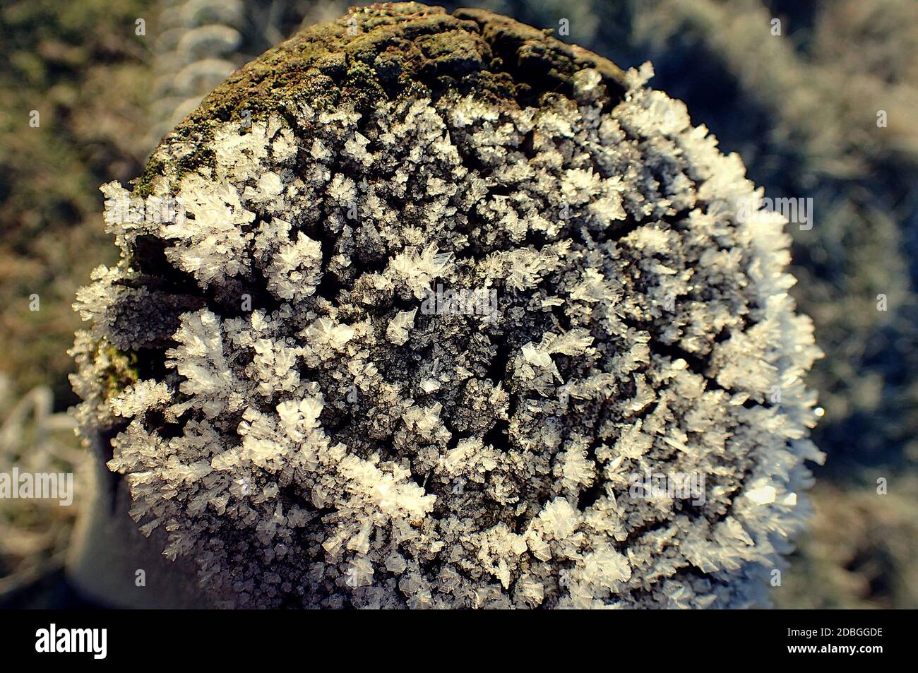 Tree trunk covered in ice Stock Photo - Alamy
