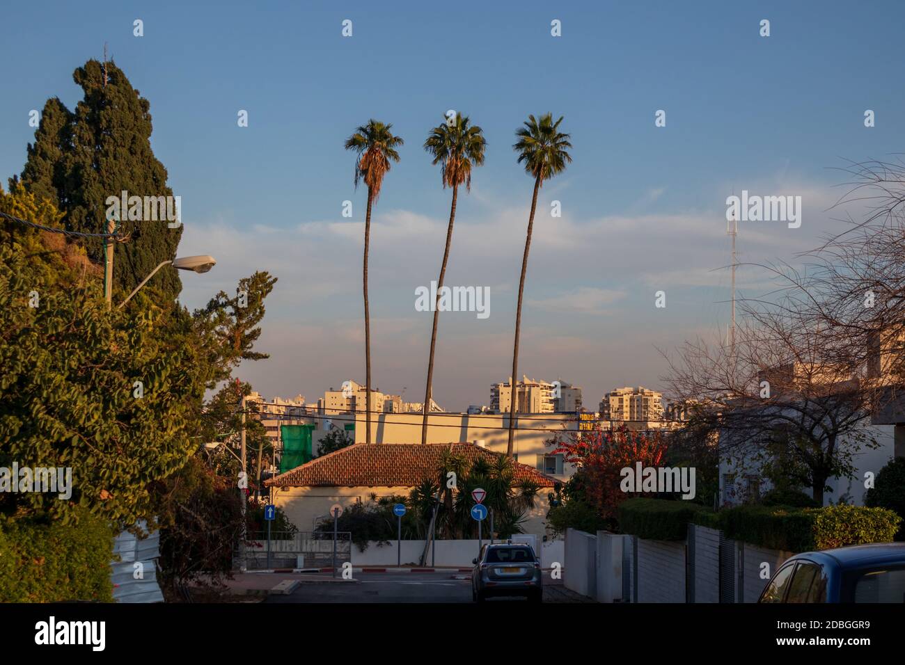 a three palm trees in the center Stock Photo - Alamy