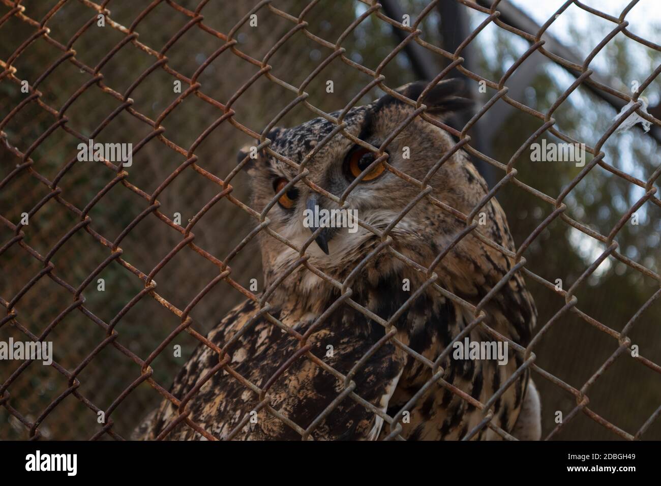 a a big owl behind bars Stock Photo - Alamy