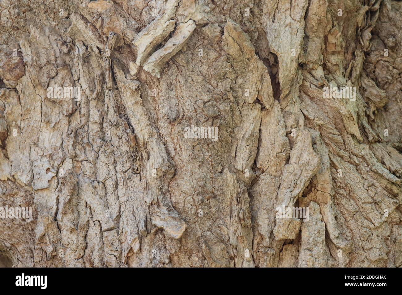 The image of the Virgin Mary made by nature, on the bark of an old tree ...