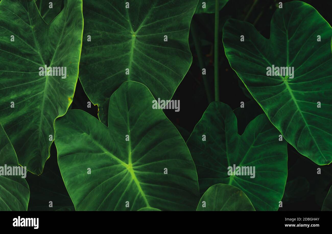 Dark green elephant ear leaf hi-res stock photography and images - Alamy