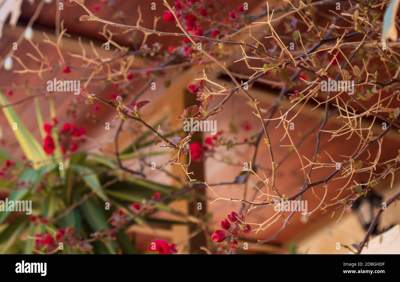 Nice spring flowers in hi-res stock photography and images - Alamy