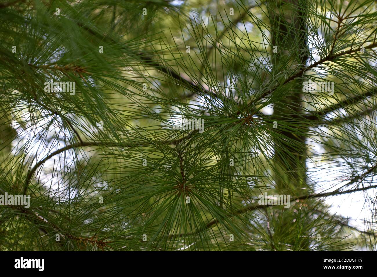 Needles on the tree hi-res stock photography and images - Alamy