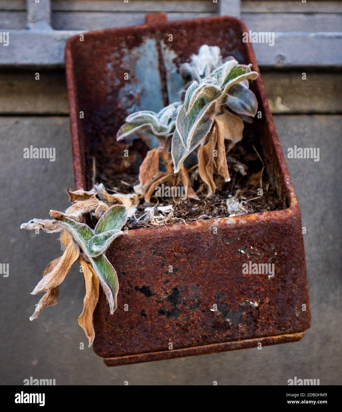 a old and dead plant in a rusty pot Stock Photo - Alamy
