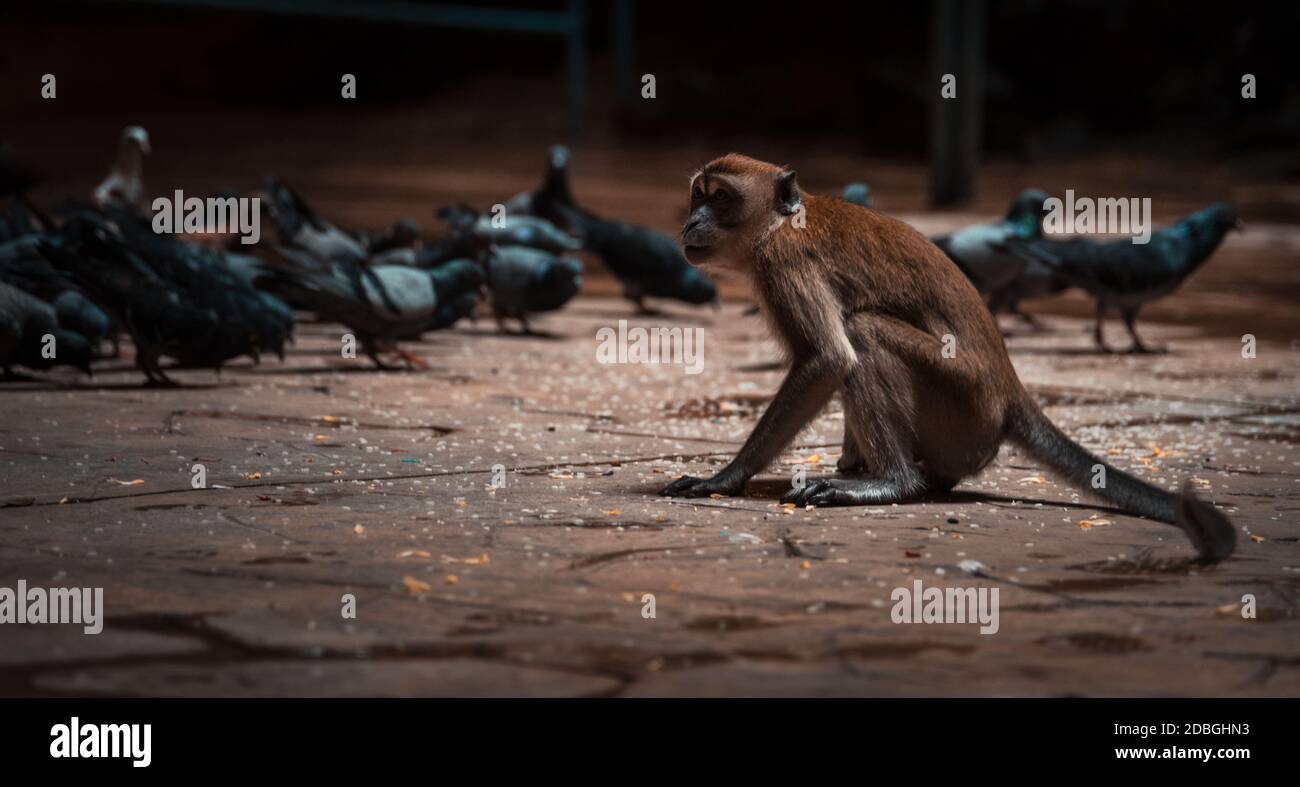 Monkey and pigeons hi-res stock photography and images - Alamy