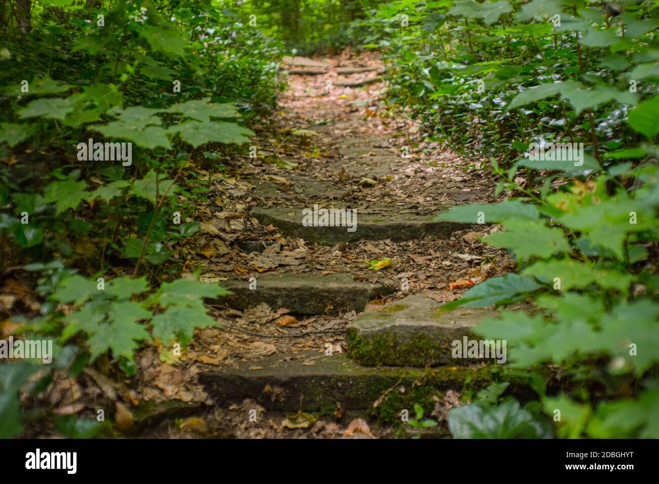 Stone steps leading down a sun lit forest path Stock Photo - Alamy