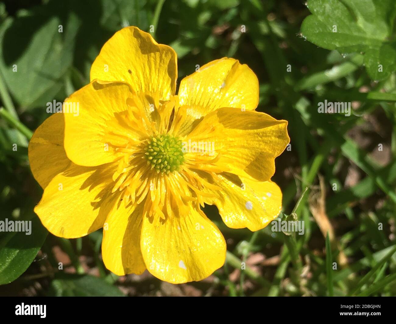 The swamp-dotterflower (Caltha palustris), also spelled swamp-dotter ...
