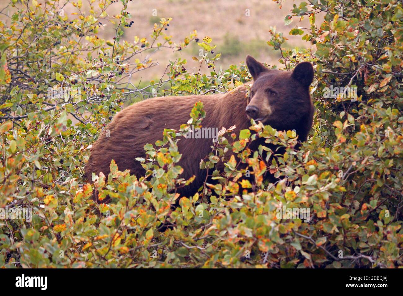 Bear species range hi-res stock photography and images - Alamy