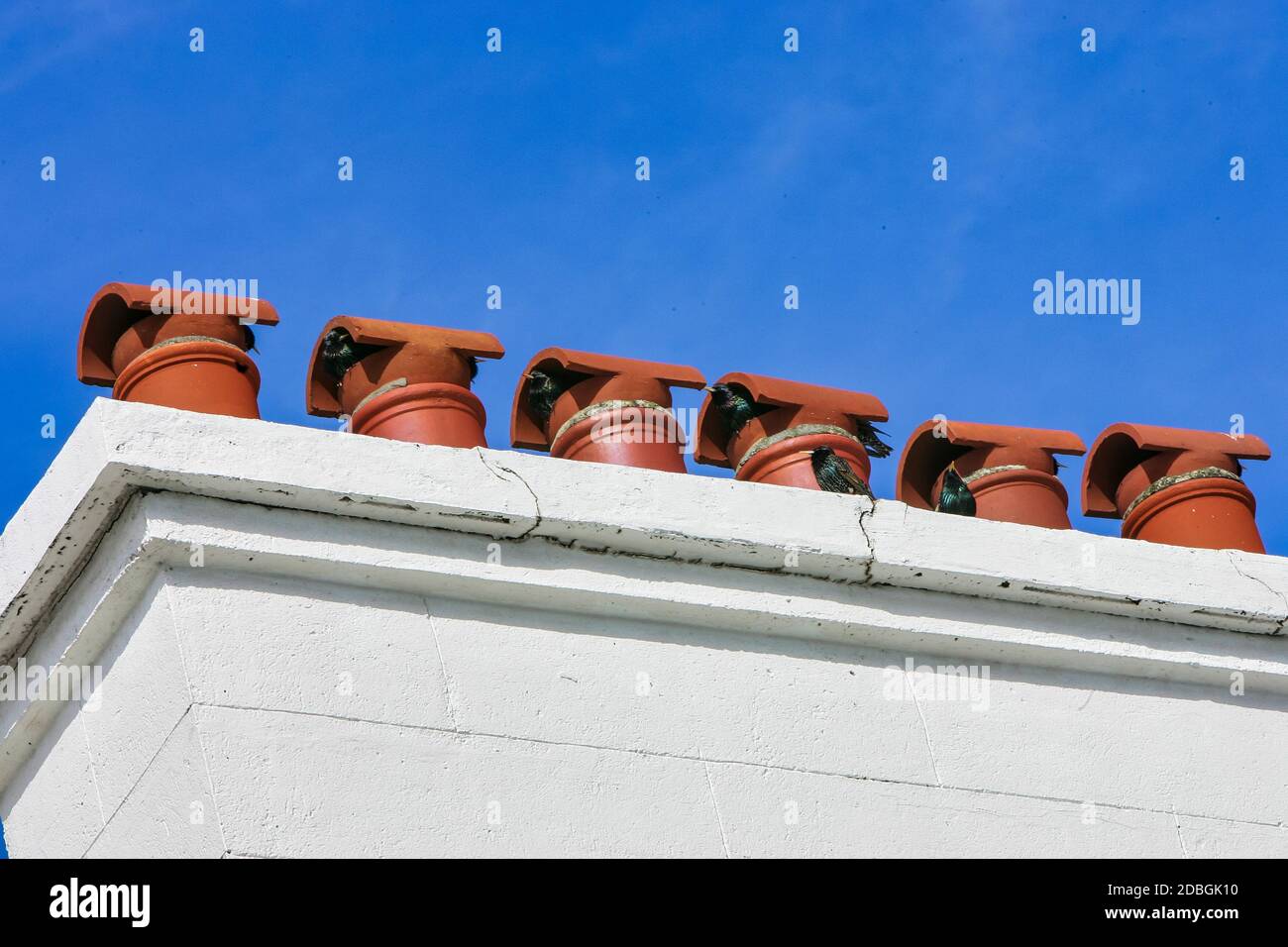 Starlings nesting in chimney pots Stock Photo - Alamy