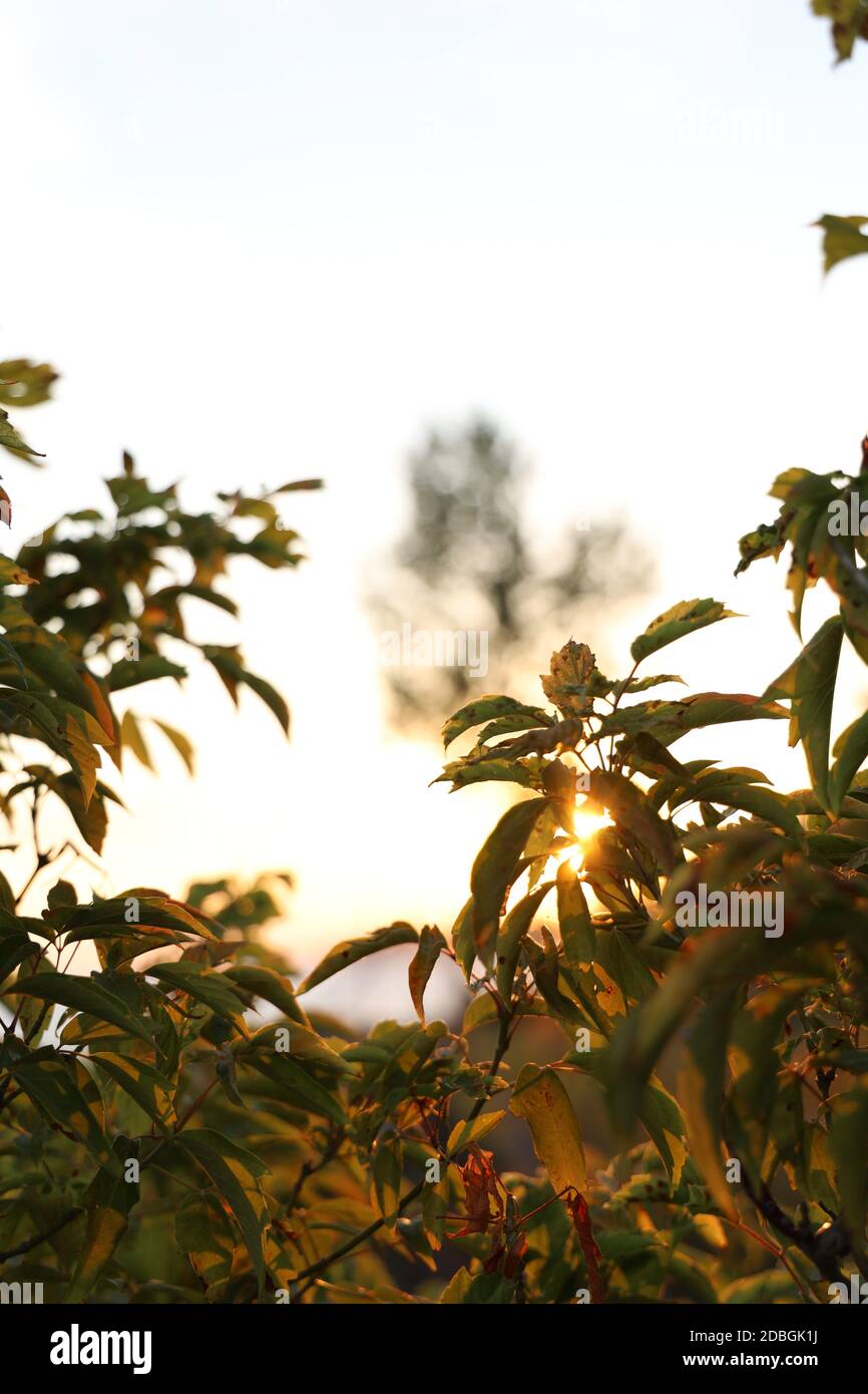 Beautiful Image with sun rays Stock Photo - Alamy