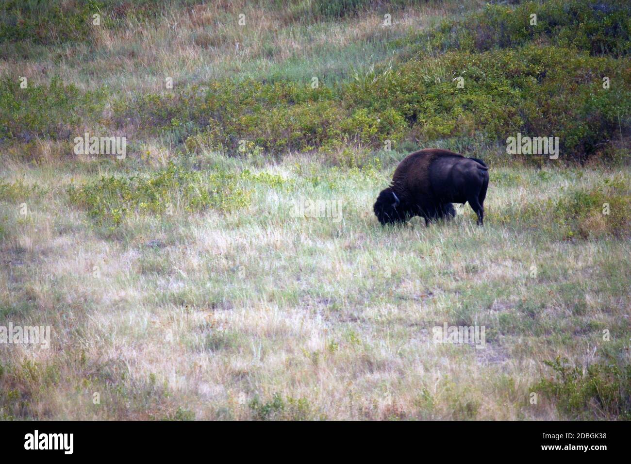 Bison eating inside the National Bison Range Stock Photo - Alamy