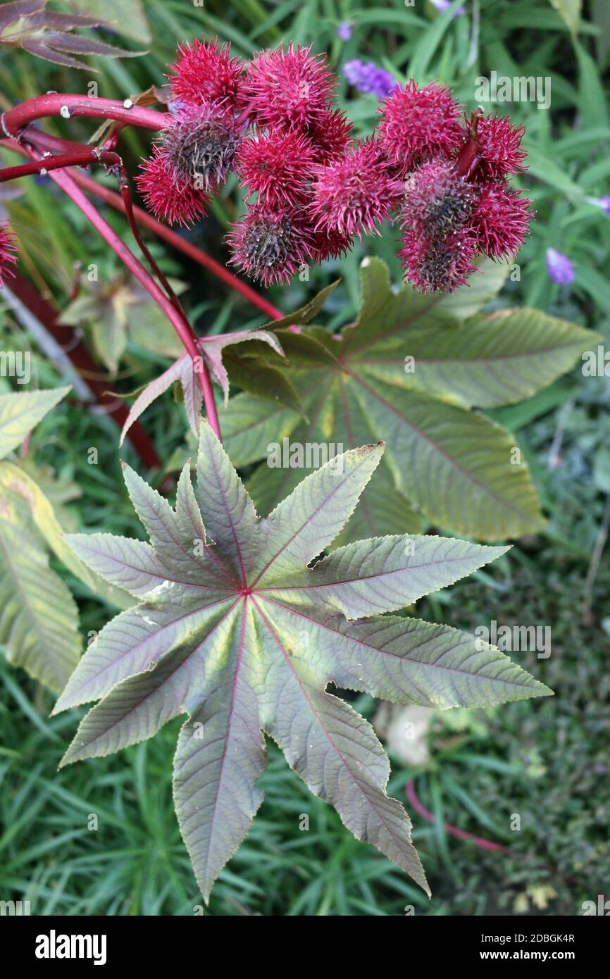 Red seed pods hi-res stock photography and images - Alamy
