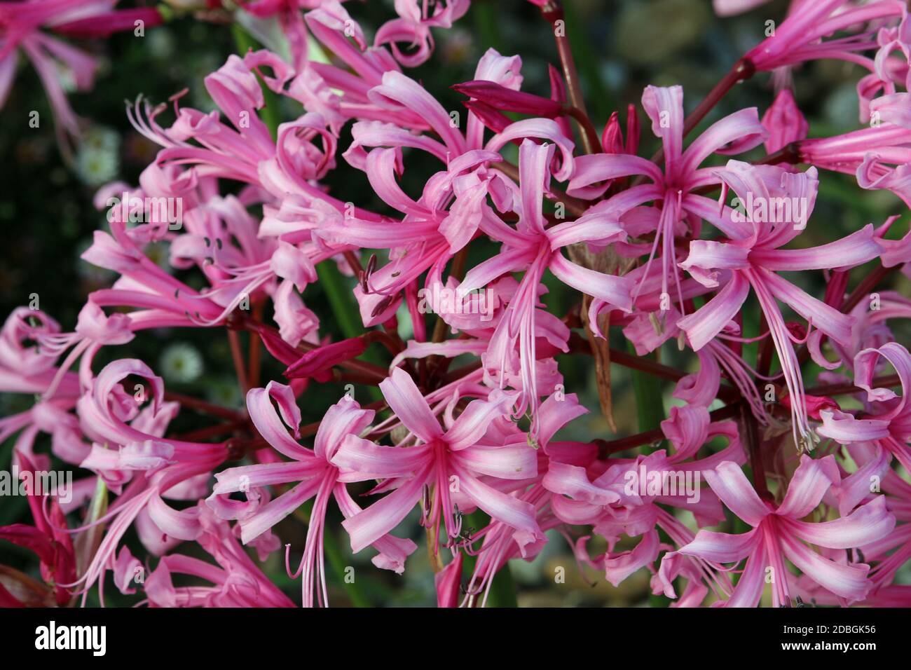 Nerine Bouquet