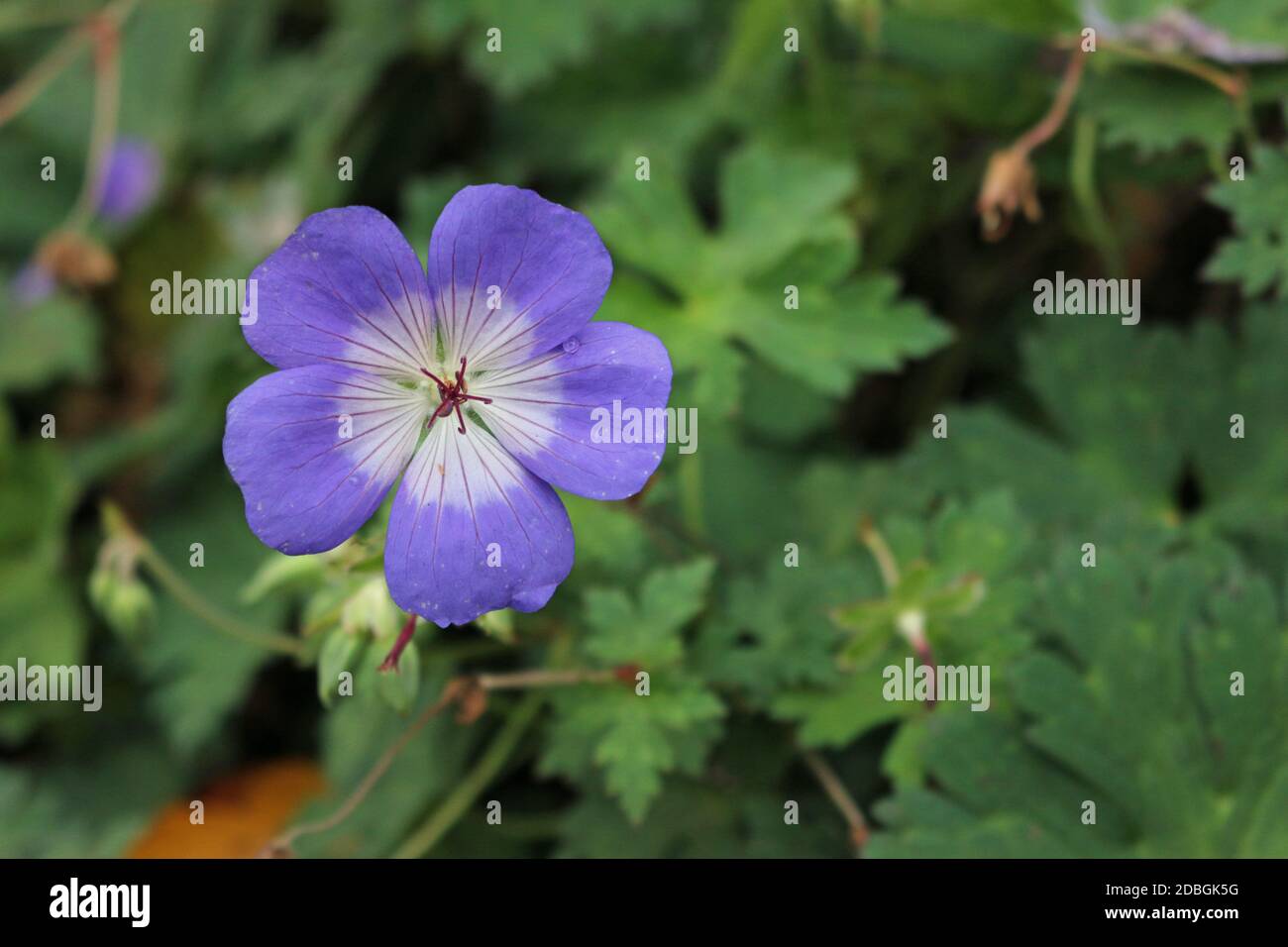 Single violet blue flower of the geranium or cranesbill variety Rozanne ...