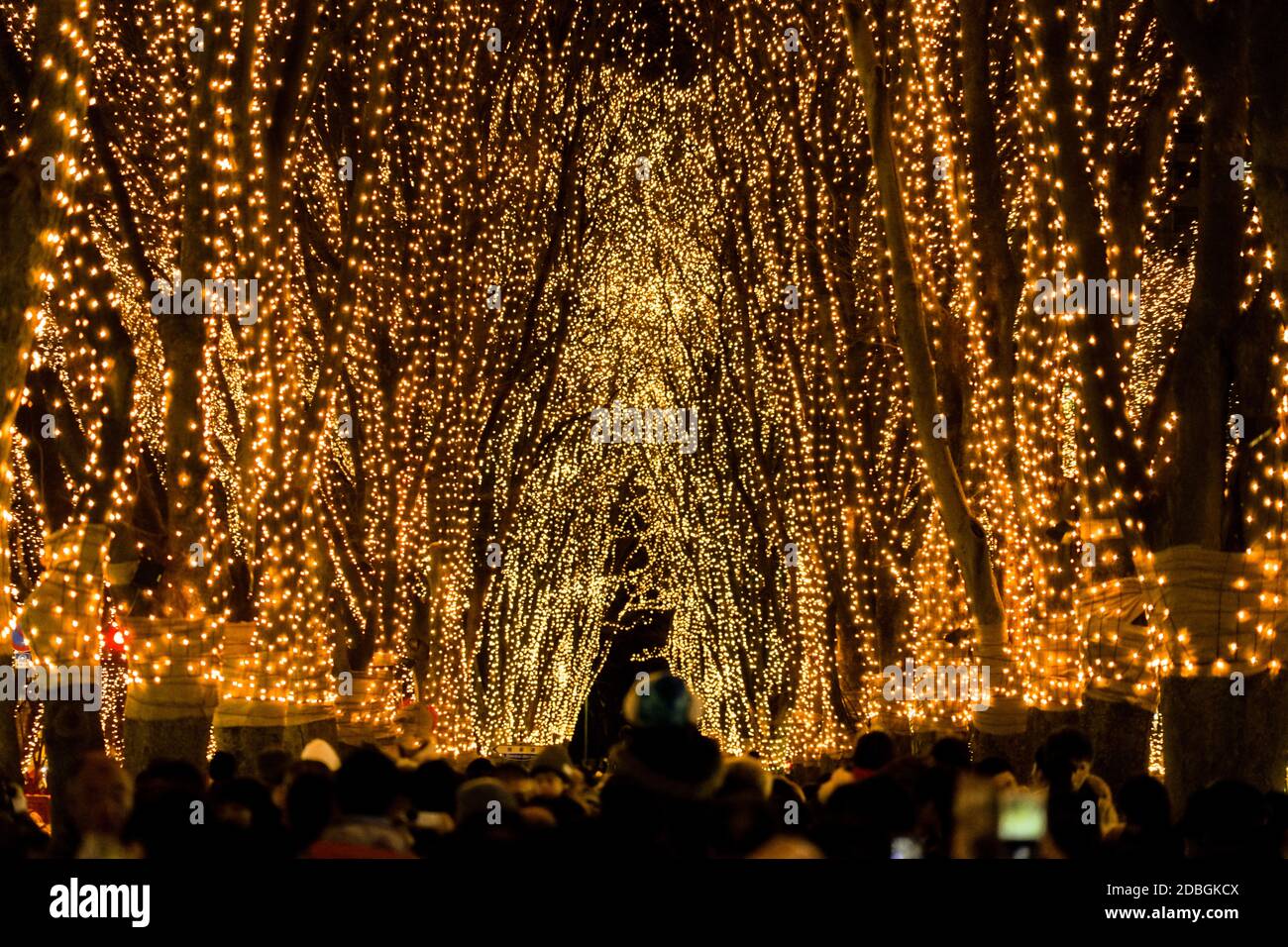 Sendai light of the pageant and the night view of Jozenji Street ...