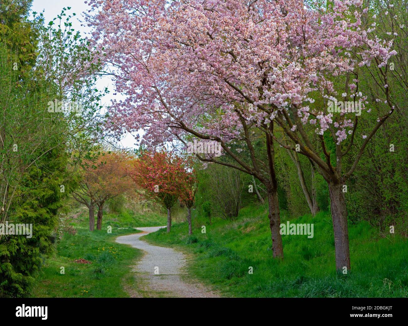 Footpath with pink flowering trees in a park Stock Photo - Alamy