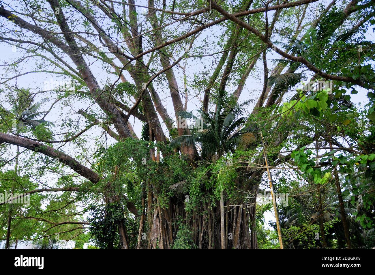 Philippines plant hi-res stock photography and images - Alamy