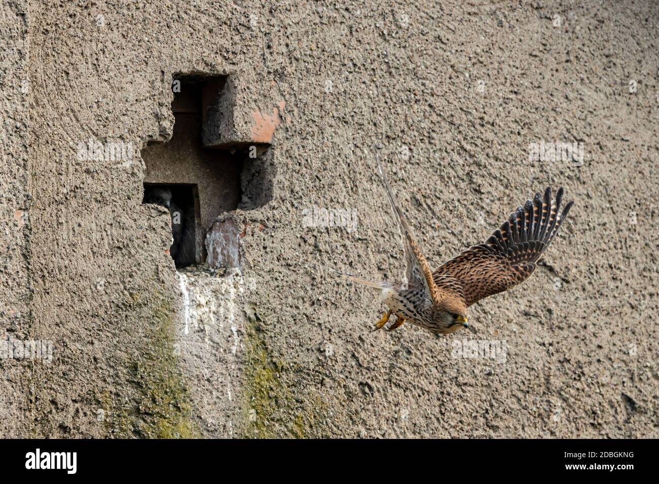 A Kestrel at the breeding cave Stock Photo - Alamy
