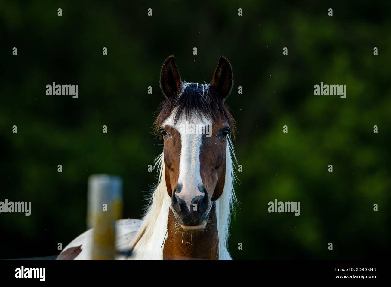 A portrait of a horse Stock Photo - Alamy