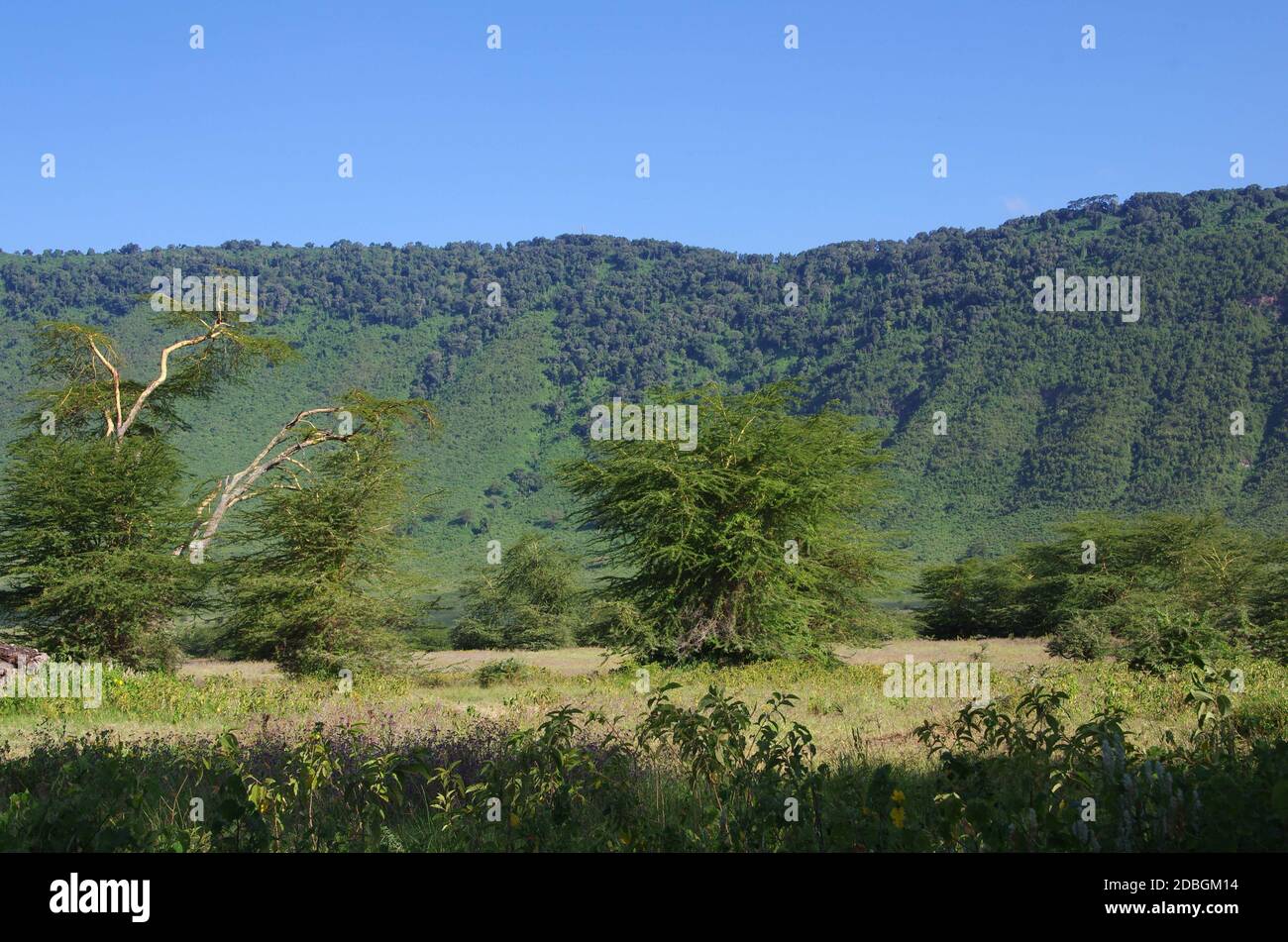 Landscape in the Ngorongoro crater in Tanzania Stock Photo - Alamy