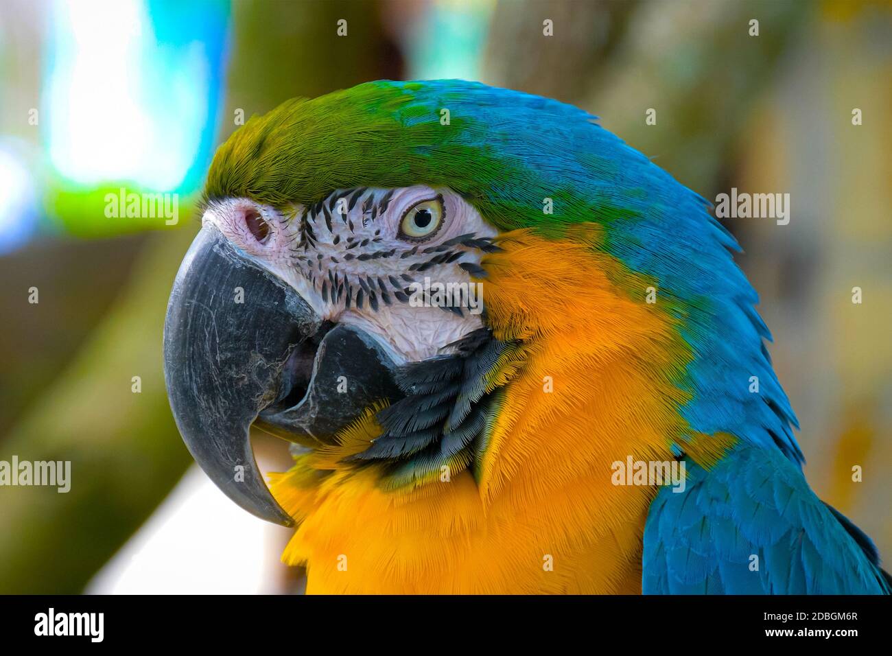 Close up of blue and gold Macaw parrot. Exotic colorful African macaw ...