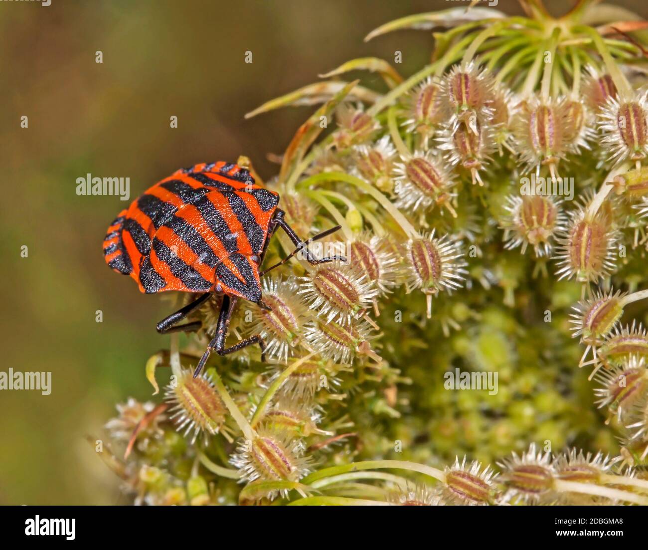Streifenwanze `Graphosoma lineatum' Stock Photo - Alamy