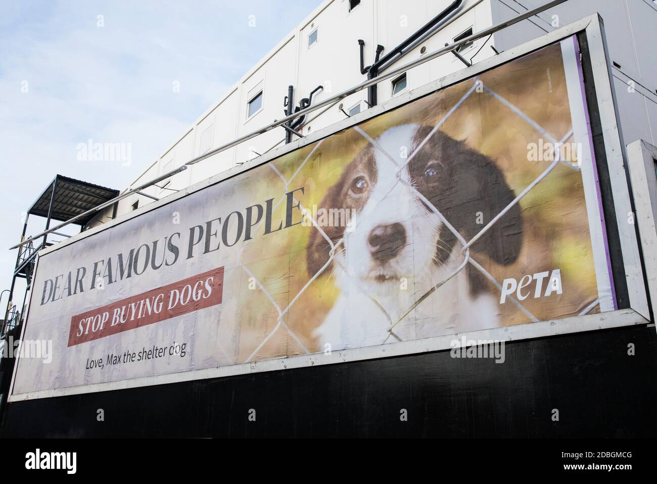 Adopted puppy puppies hi-res stock photography and images - Alamy