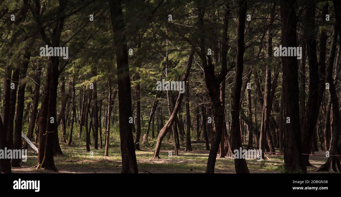 The forest background ,a lot of big tree in forest,beautiful nature ...