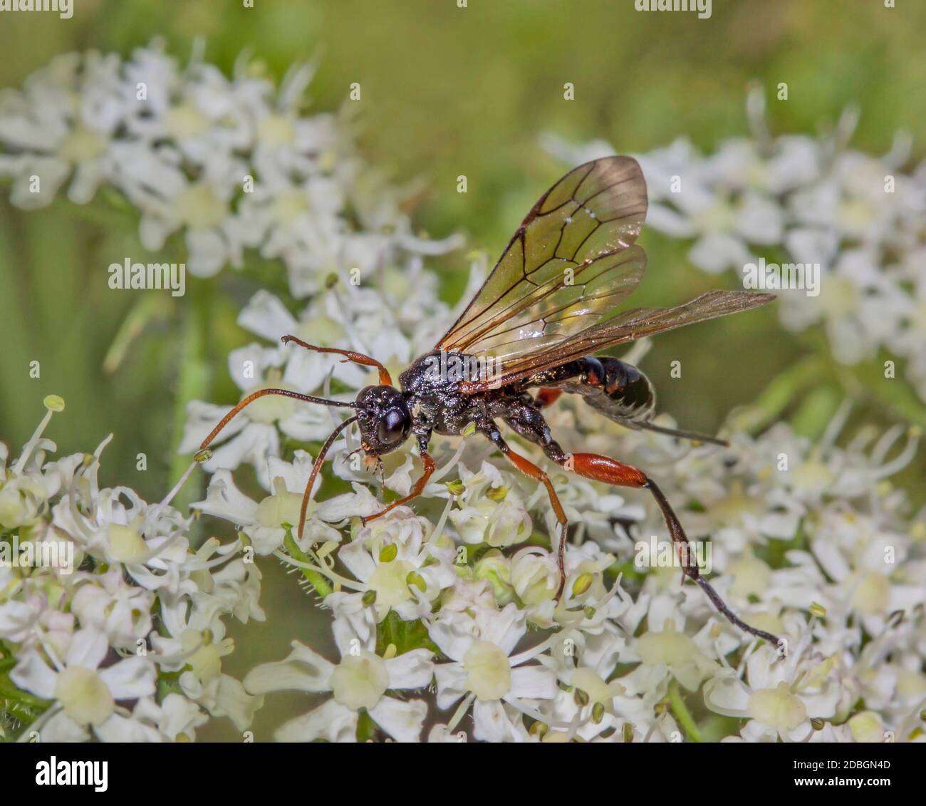 Lissonota spec hi-res stock photography and images - Alamy
