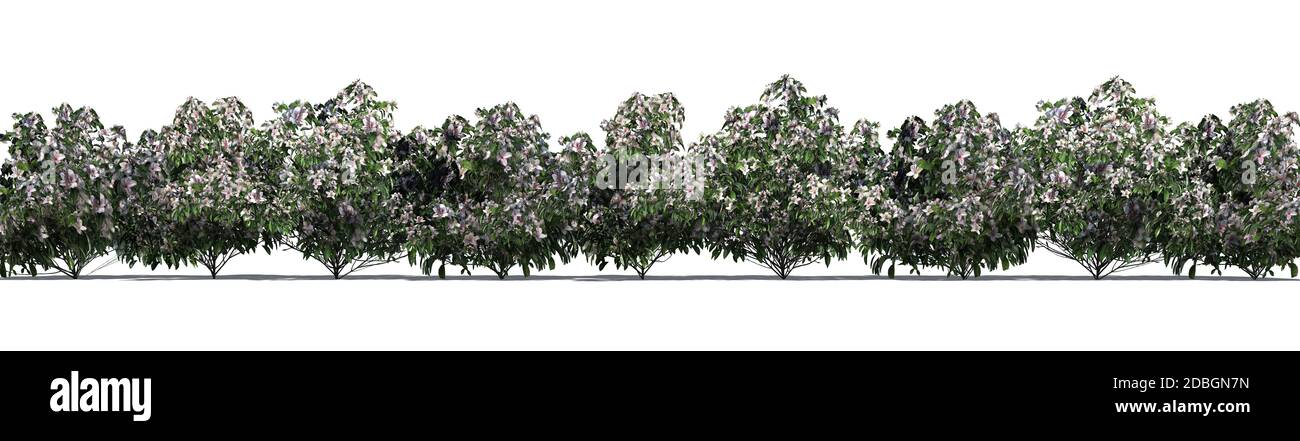 Azalea hedge in white bloom with shadow on the ground against white ...