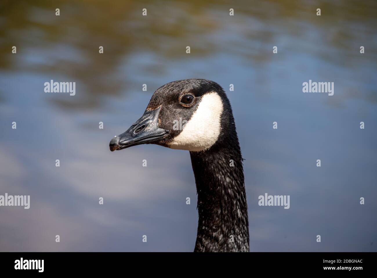 Heider bergsee hi-res stock photography and images - Alamy