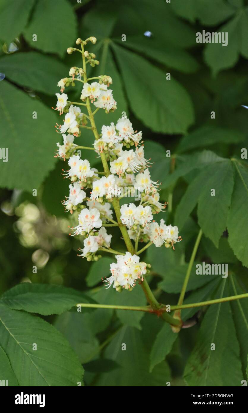 The flowers of the chestnut tree have blossomed Stock Photo - Alamy
