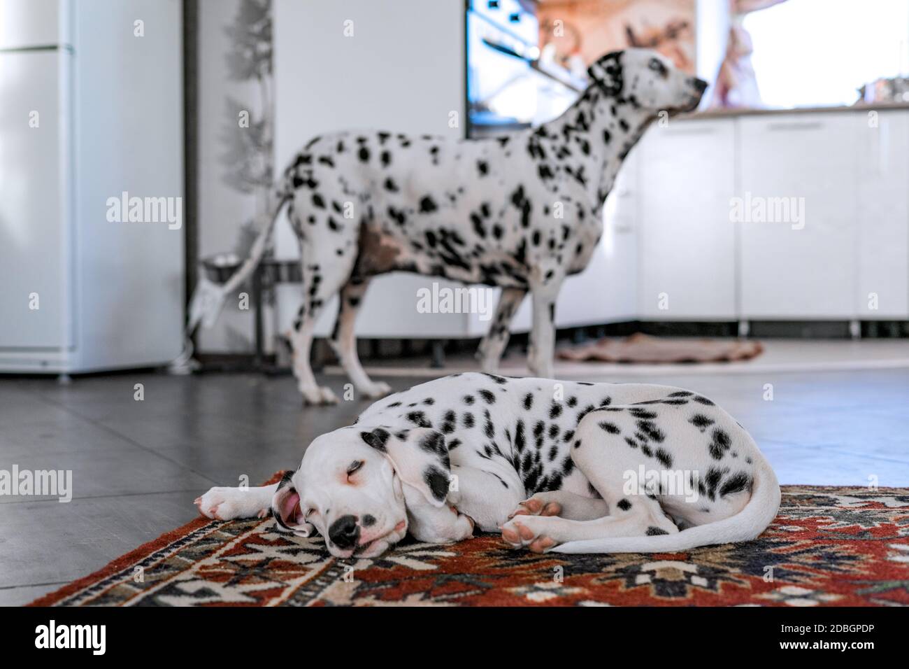 Adult dalmatian dog in nature hi-res stock photography and images - Alamy