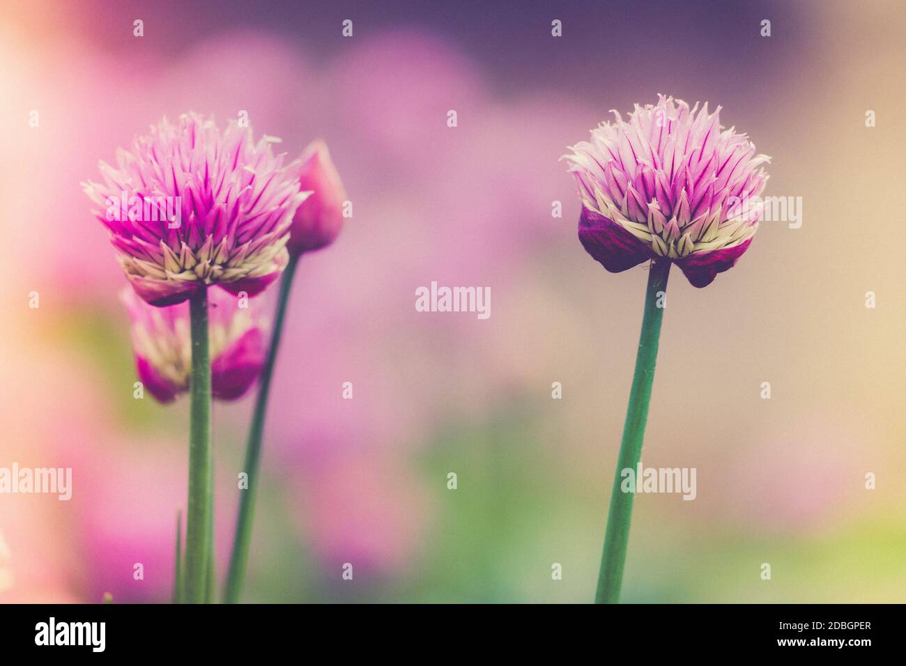 Close up of two beautiful purple Chives flower Stock Photo - Alamy