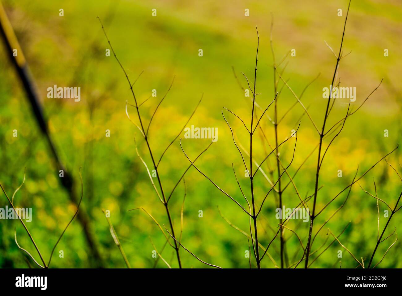 dried twigs from plant in front of field Stock Photo - Alamy