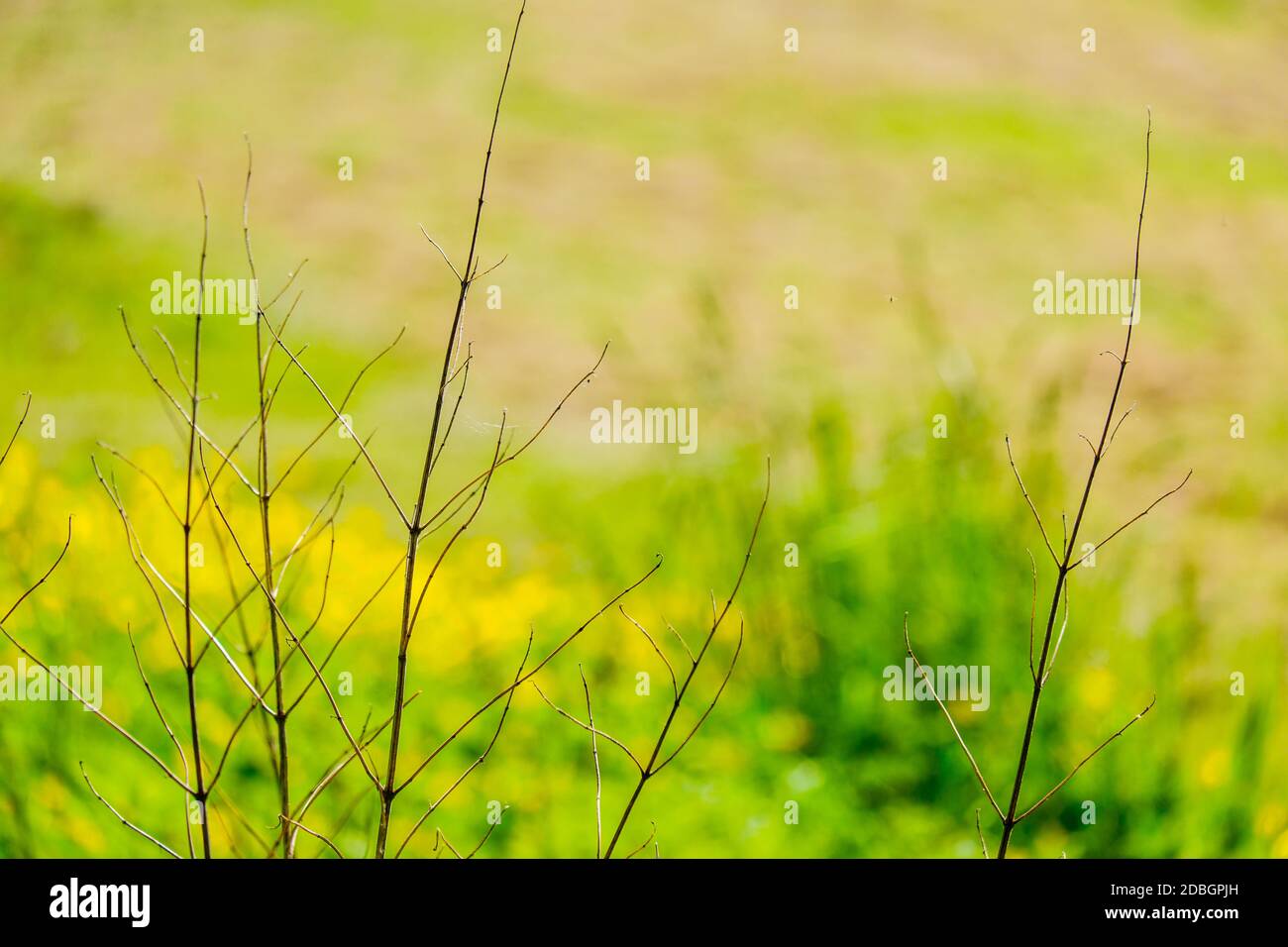 dried twigs from plant in front of field Stock Photo - Alamy