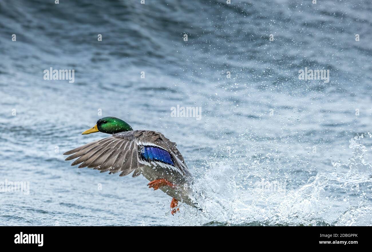 Storm duck hi-res stock photography and images - Alamy