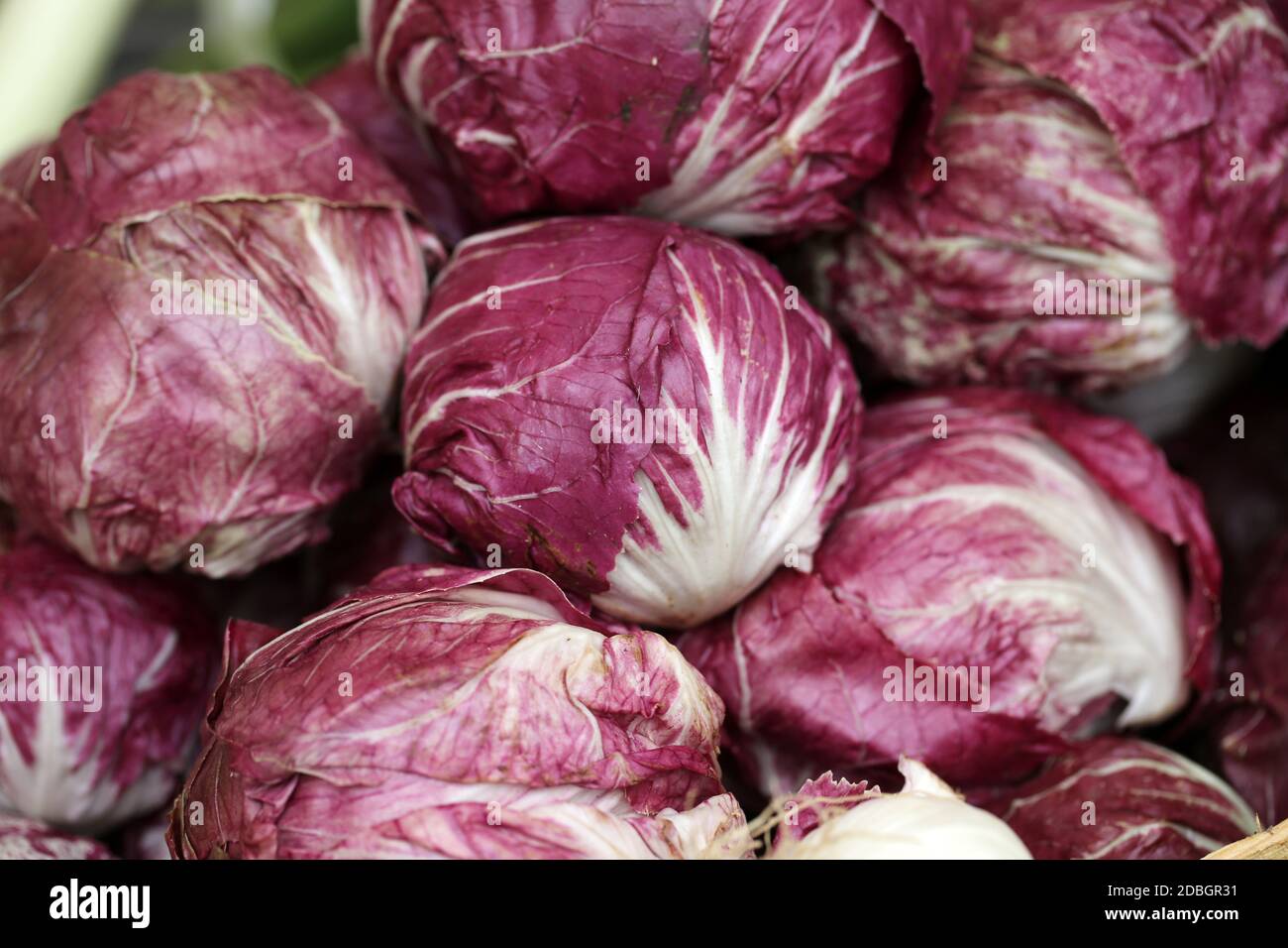 Radicchio growing garden hi-res stock photography and images - Alamy